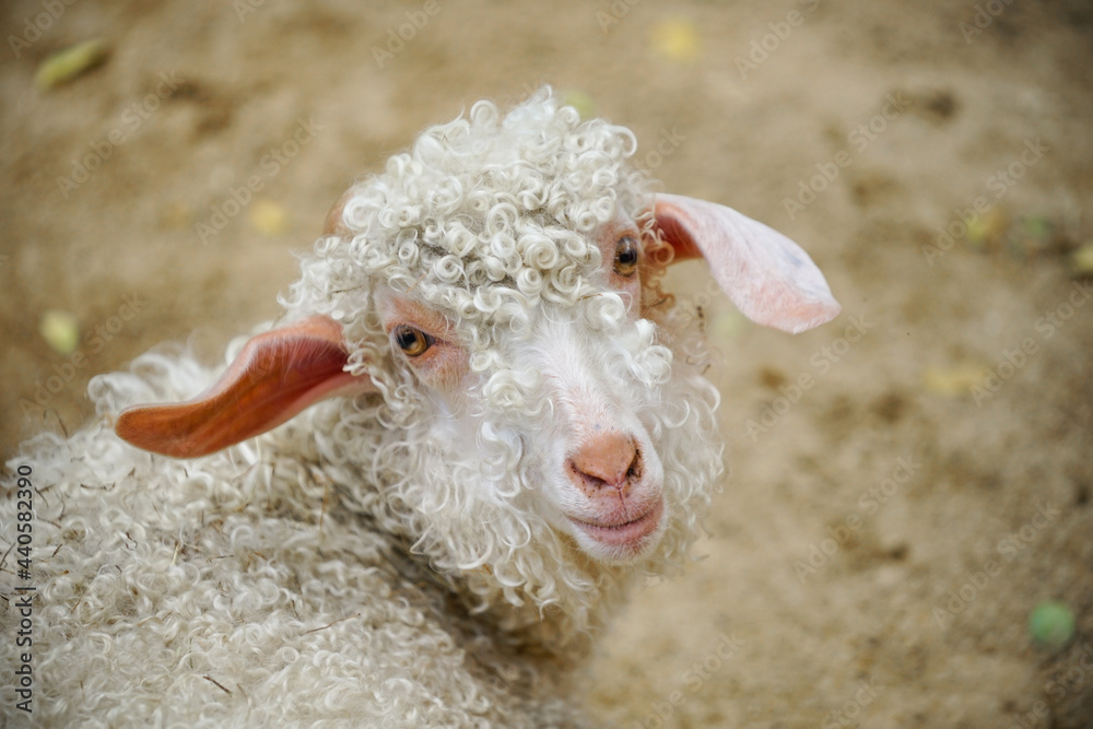 Sheep are quadrupedal, ruminant mammals typically kept as livestock ...