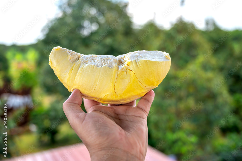 Foto de Close up A Female handle durian show the yellow durian meat to ...