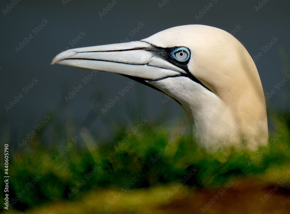 VGannets are seabirds comprising the genus Morus, in the family Sulidae ...