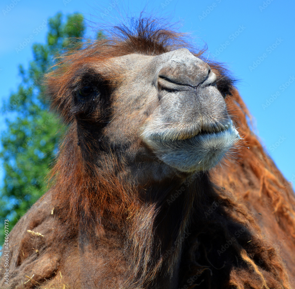 Camel is an ungulate within the genus Camelus, bearing distinctive ...