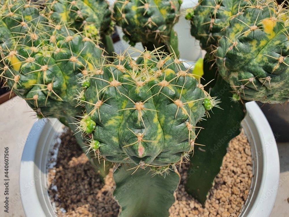 Gymnocalycium Horstii Variegata is a succulent cactus with spherical ...