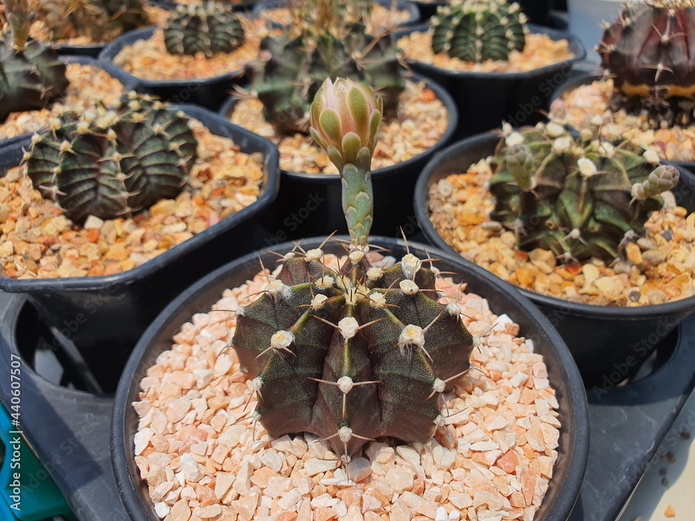 Gymnocalycium LB hybrid is a succulent cactus with spherical ribs, dark ...
