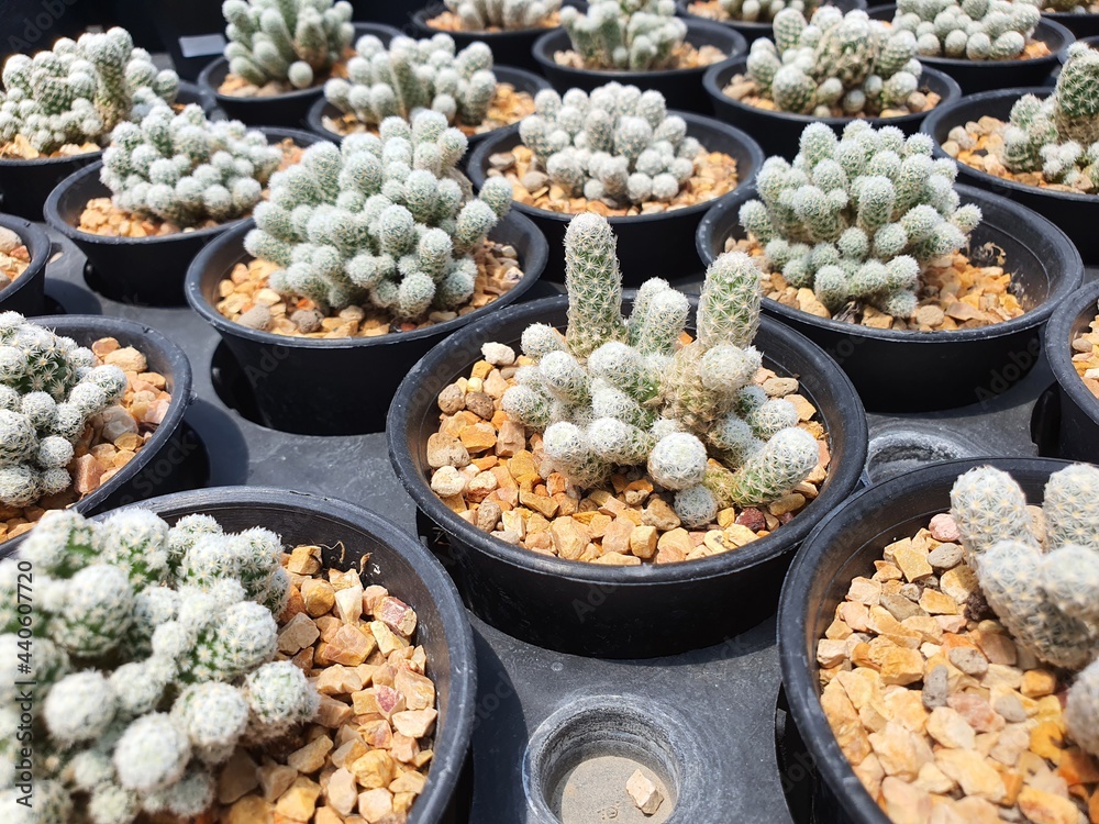 Escobaria Sneedii is a rare species of cactus. The trunk is green and ...