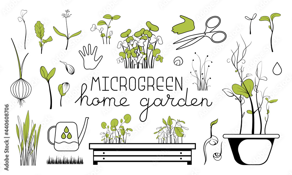 Microgreen sketch vector illustration. Green for home gardening ...