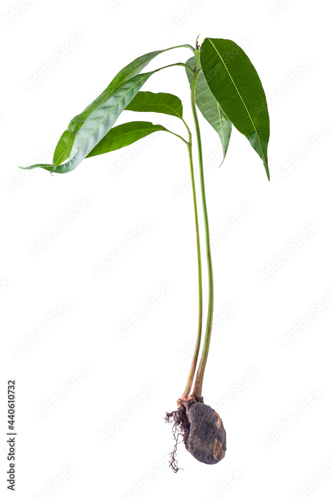 mango tree plant growing from a seed or seedling, whole plant with ...