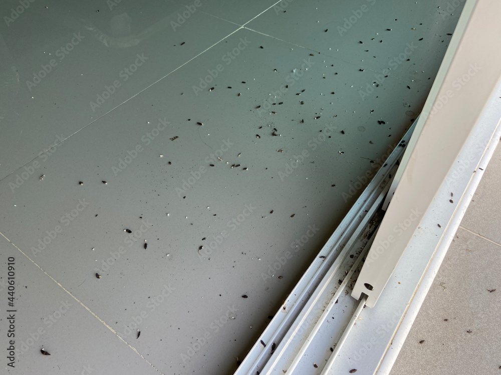 Lizard shit on the floor, Dirty floor Stock Photo | Adobe Stock