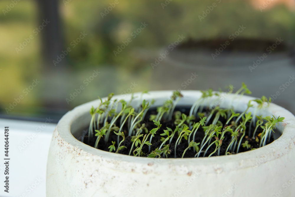 Garden cress also called as pepper grass, garden pepper cress or ...