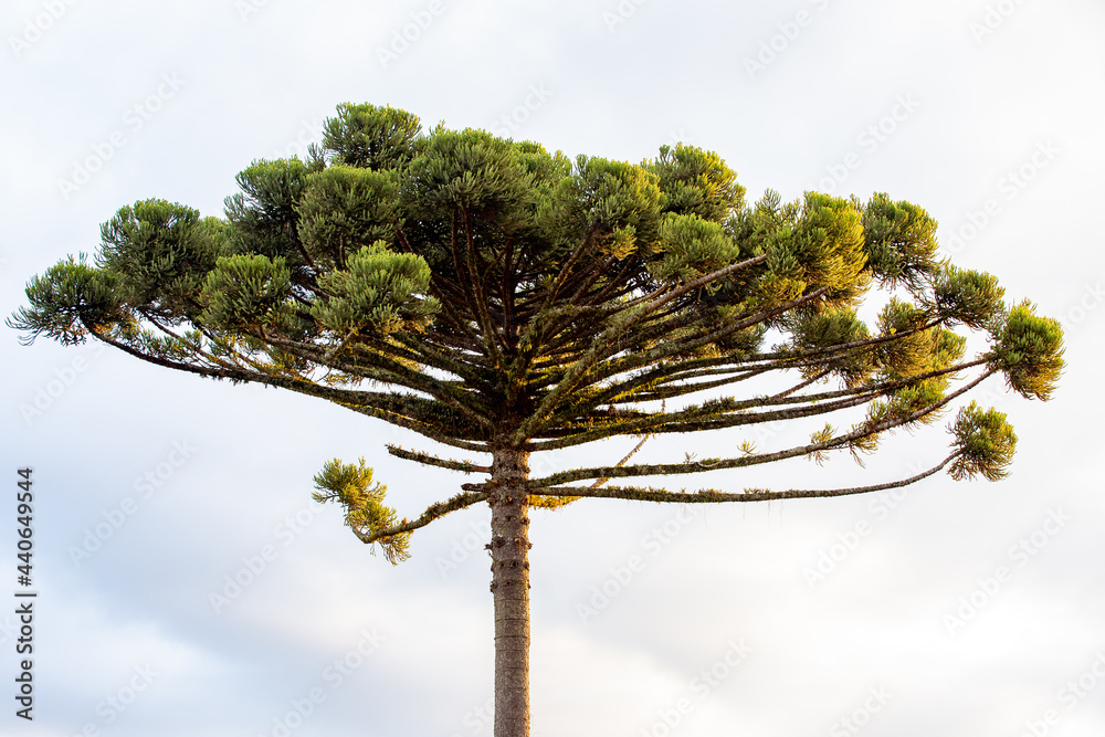 Foto de Araucaria angustifolia, isolated Paraná pine. Giant prehistoric ...