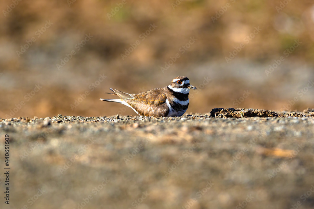 Closeup of a Killdeer bird, a ground nesting species, lying on the ...