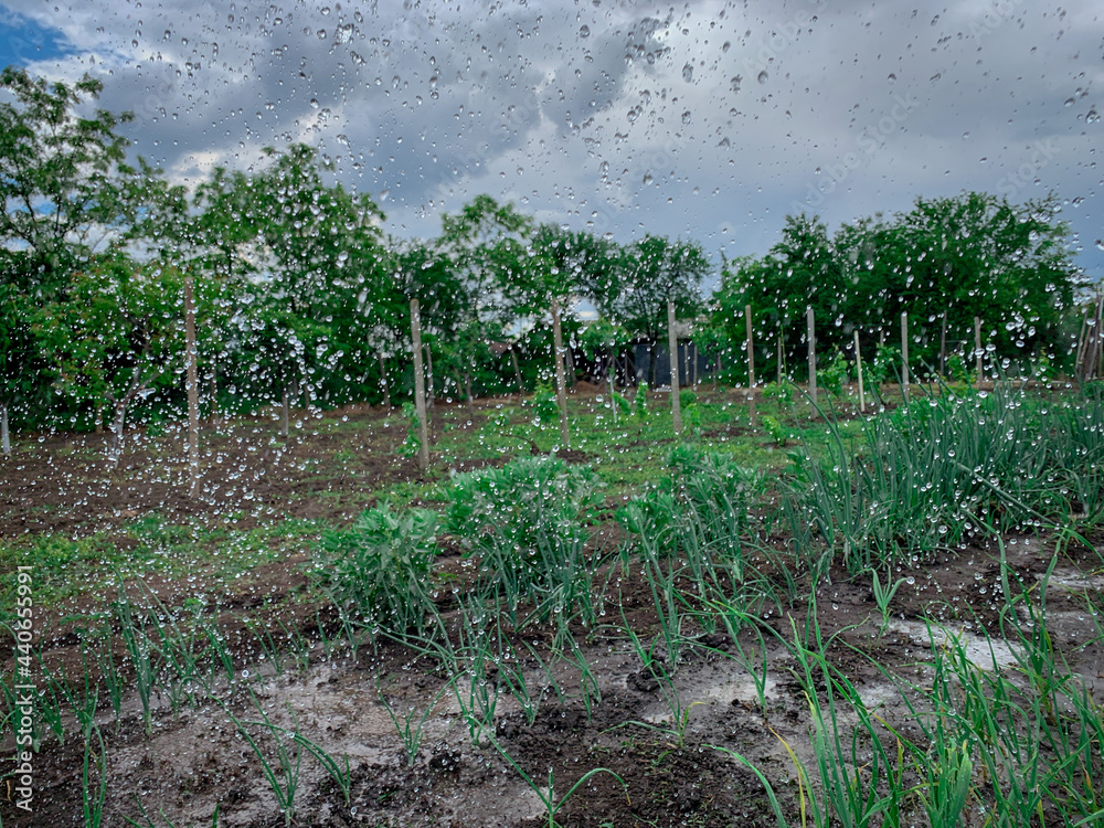 Water spraying over fresh green onion and green garlic plantation ...