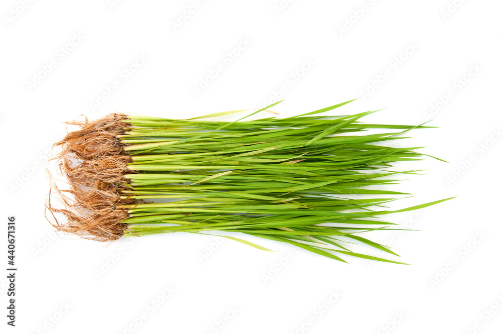 Rice plant isolated on white background. Stock Photo | Adobe Stock