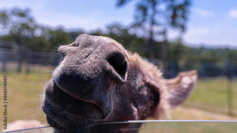donkey up close with head and nose in window Stock Photo | Adobe Stock