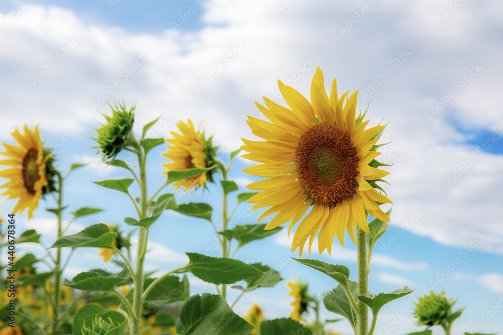 Sunflower in winter with beautiful. Stock Photo | Adobe Stock