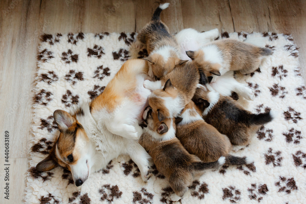 Corgi mother dog feeds six small puppies. Stock Photo | Adobe Stock