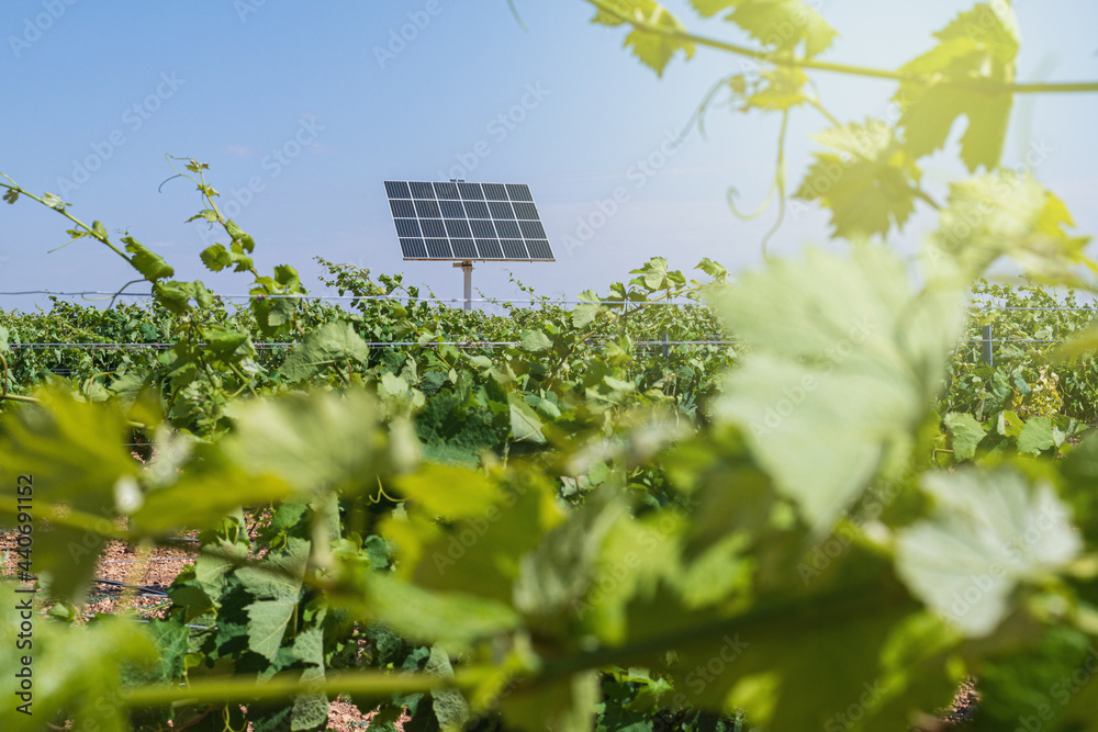 Ecological vineyard of grape cultivation to make wine with solar panel ...