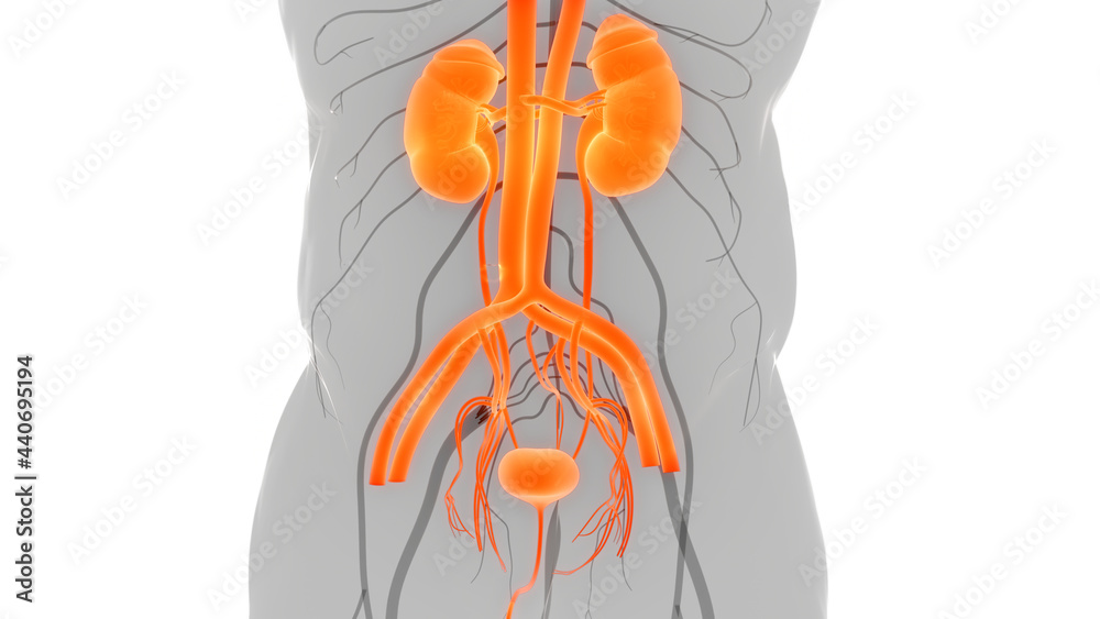 Human Urinary System Kidneys with Bladder Anatomy Stock Illustration ...