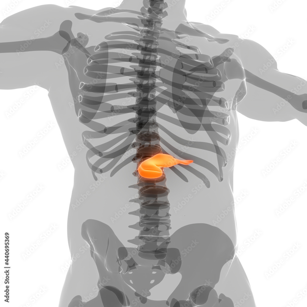 Human Internal Organ Pancreas Anatomy Stock Illustration | Adobe Stock