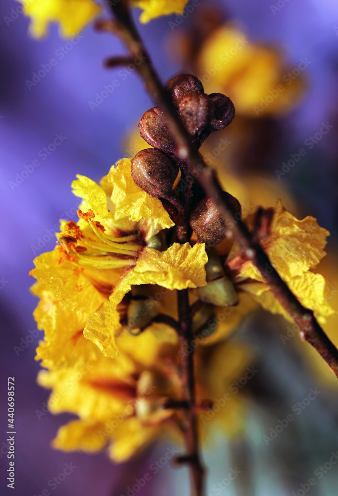 Peltophorum pterocarpum, known as copperpod, yellow-flamboyant ...