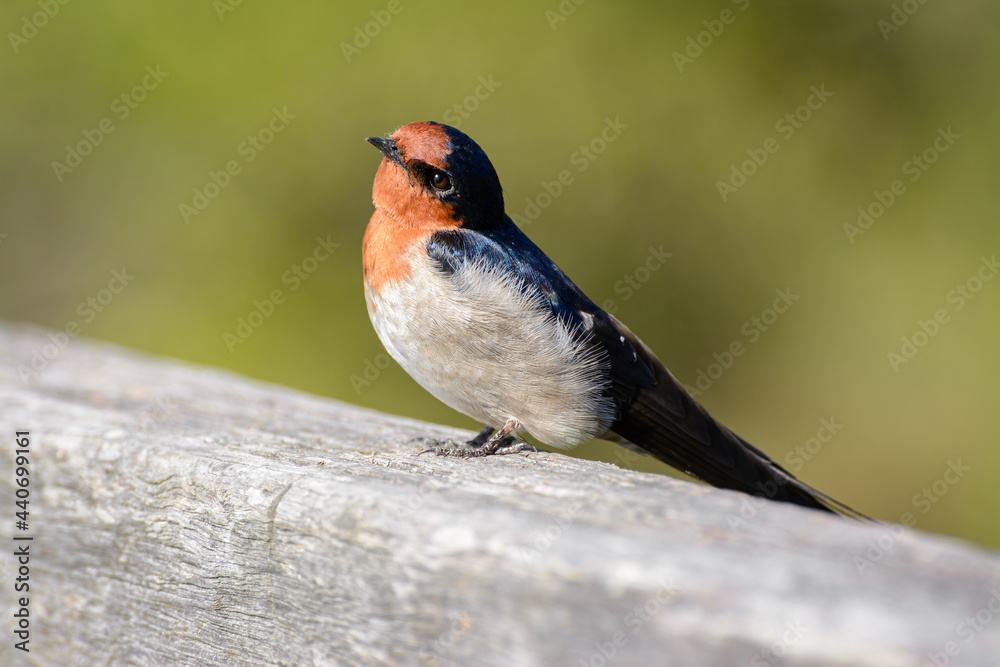 australian_birds_welcome_swallow_barry_callister_photography Stock ...
