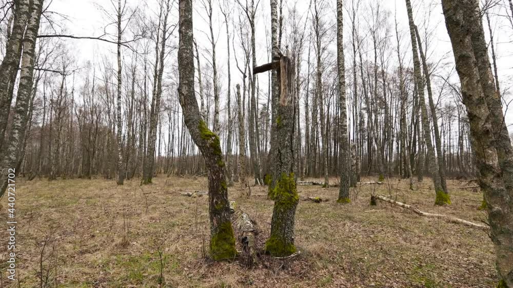 Broken in half birch tree in the forest with timber fungus. Gimbal ...