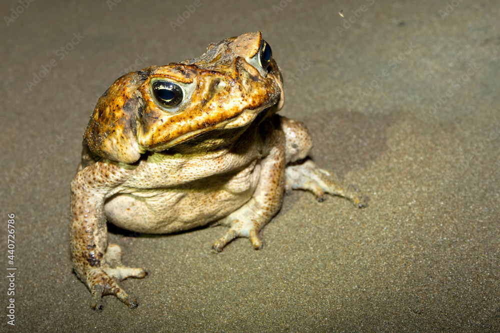 Foto de Cane Toad, Giant Neotropical Toad, Marine Toad, Rhinella marina ...