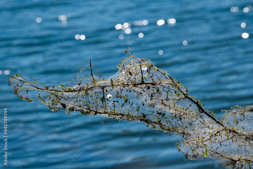 silk moth infested tree branch with rippled water background Stock ...