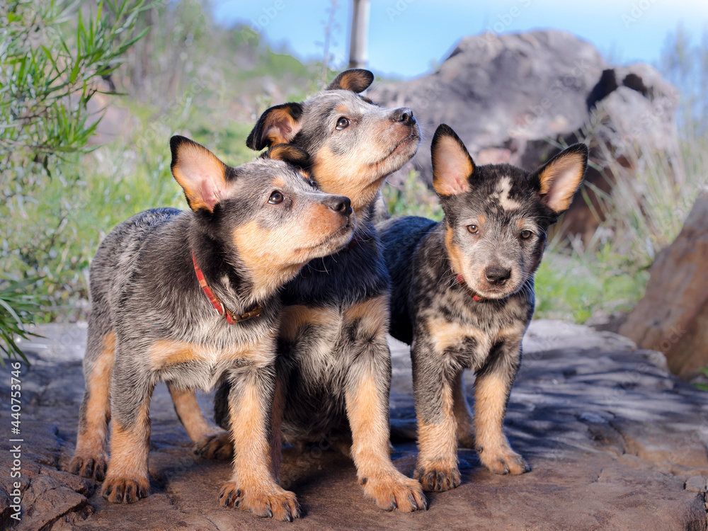 Foto de Australian Cattle Dog (Blue Heeler) puppies sitting on a rock ...