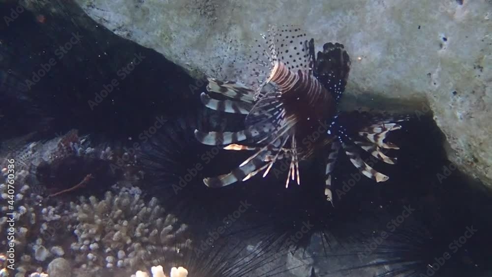Lion fish or Turkey fish , its scientific name is Pterois miles ...