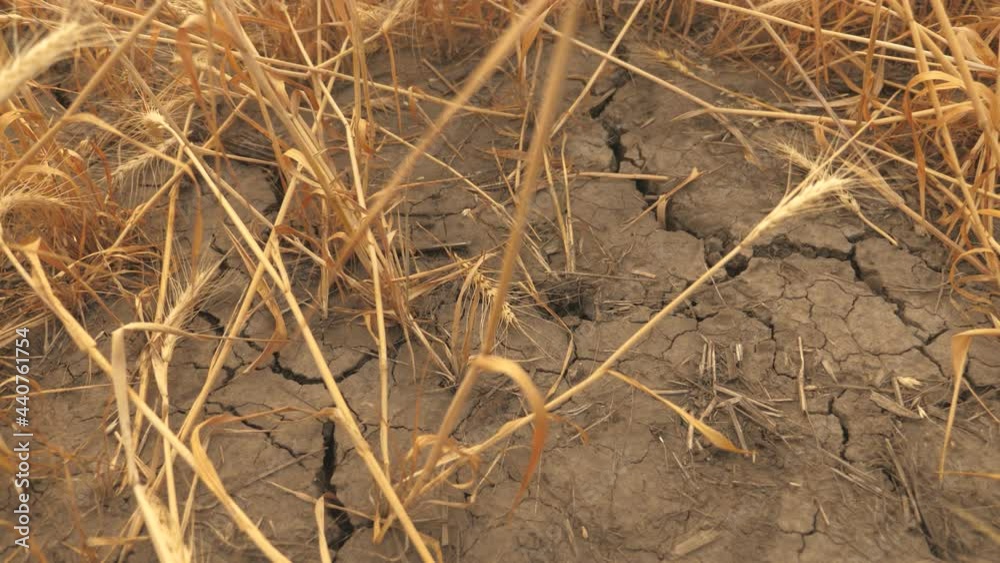 Drought, wheat harvest is dying. Fields without water. Earth burst from ...