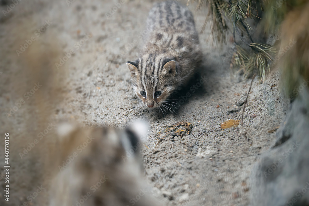Amur Forest Cat (Prionailurus Felis Bengalensis Euptilura). Far Eastern ...