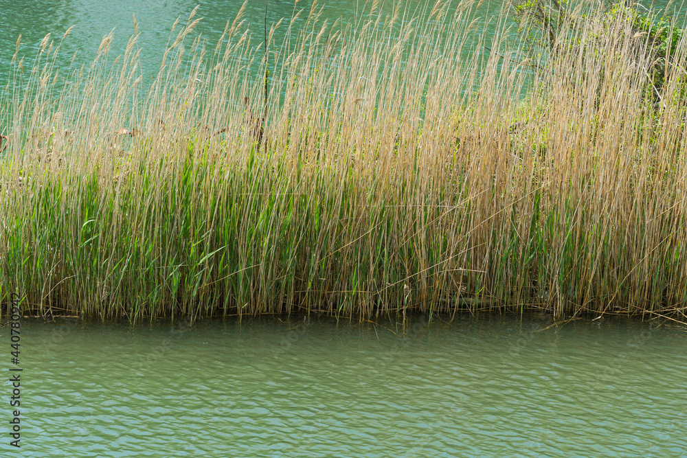 Emerald water of Vulan mountain river with thickets of common reed ...