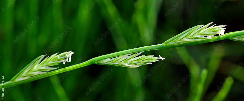 Deutsches Weidelgras, Ausdauernder Lolch // Perennial ryegrass, English ...