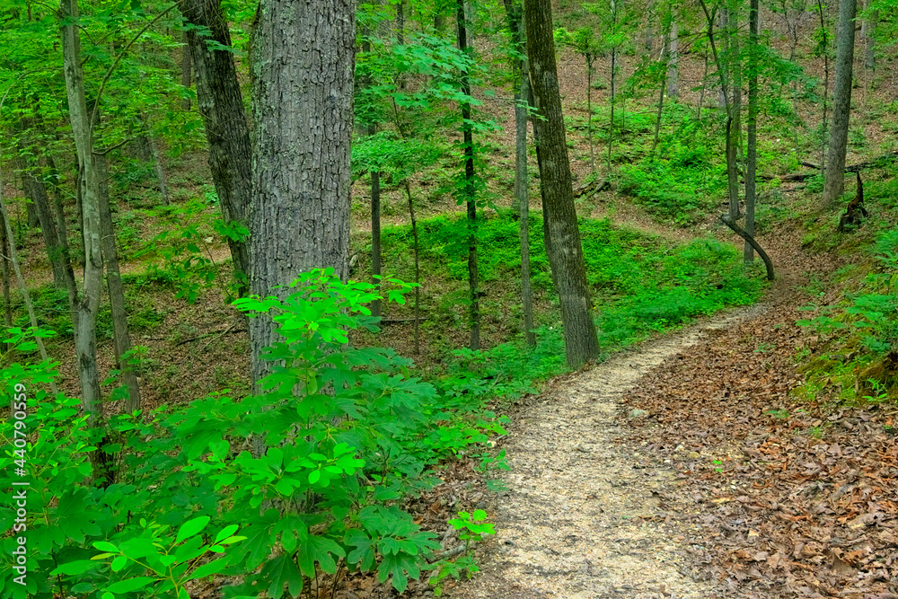 Pinhoti trail winding through the Chattahoochee National Forest ...