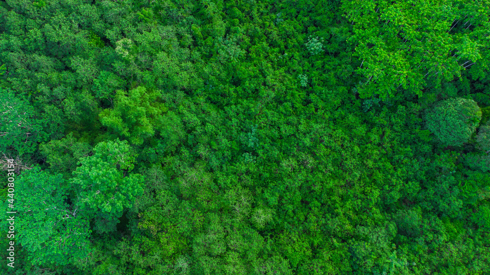 From a top view, tropical forests look like a vast refreshing sea of ...