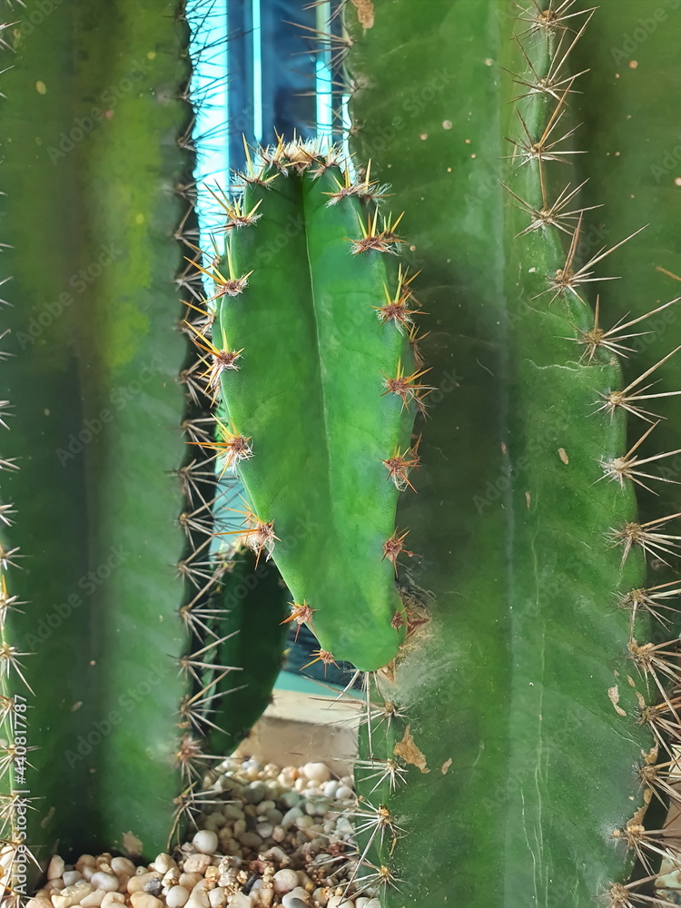 The five-pointed cactus and its bright green with spikes form a cluster ...