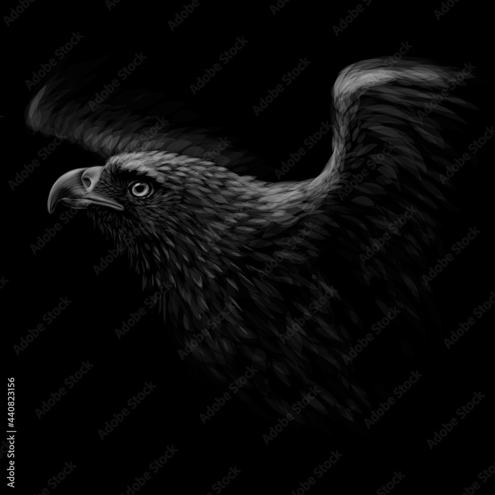 A hawk. A black-and-white, graphic portrait of a flying hawk on a black ...