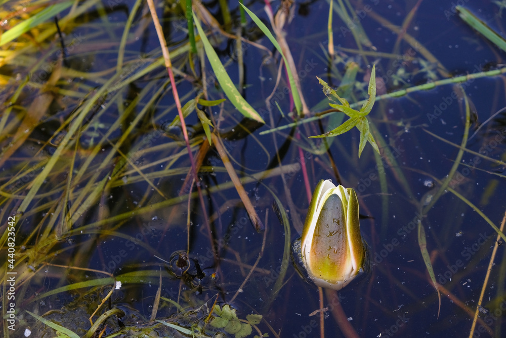 Bud of water lily on the lake background. Lake Lyubyaz in Ukraine ...