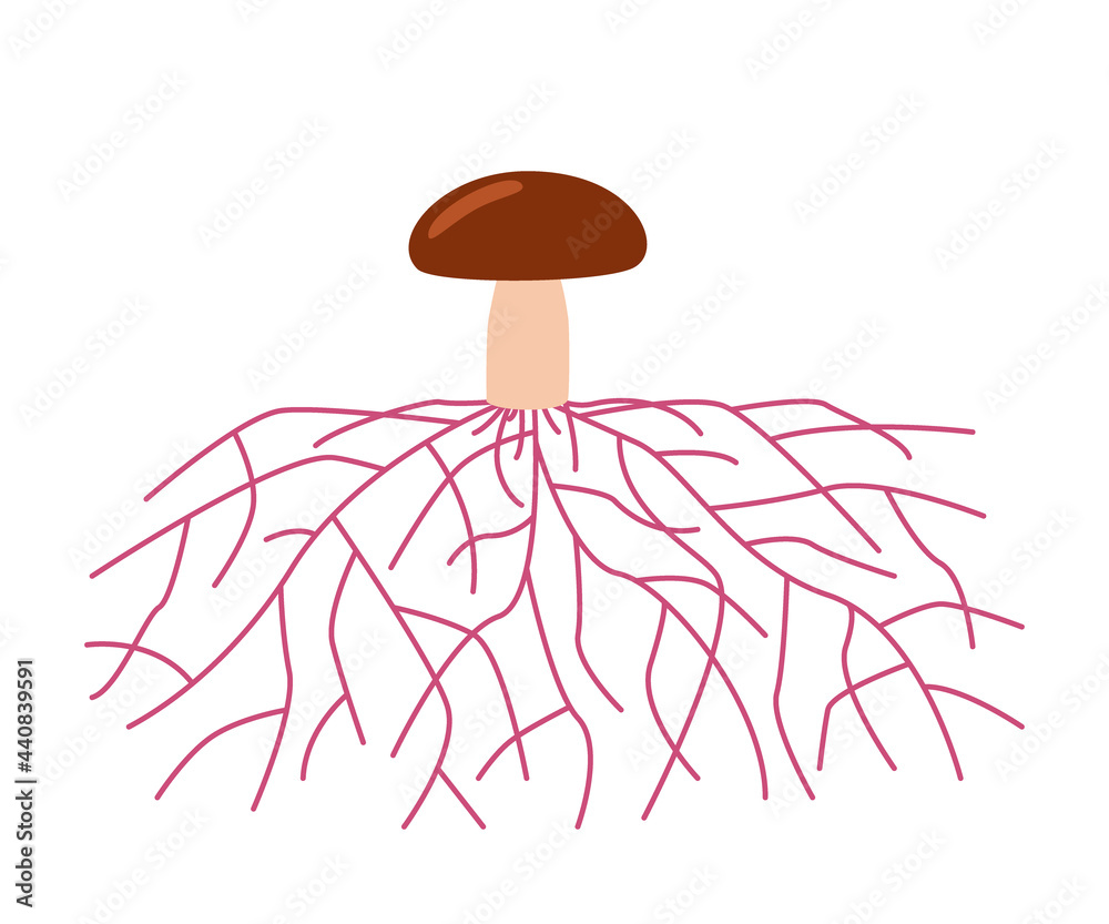 Mushroom life, growth mycelium from spore. Spore germination, mycelial ...