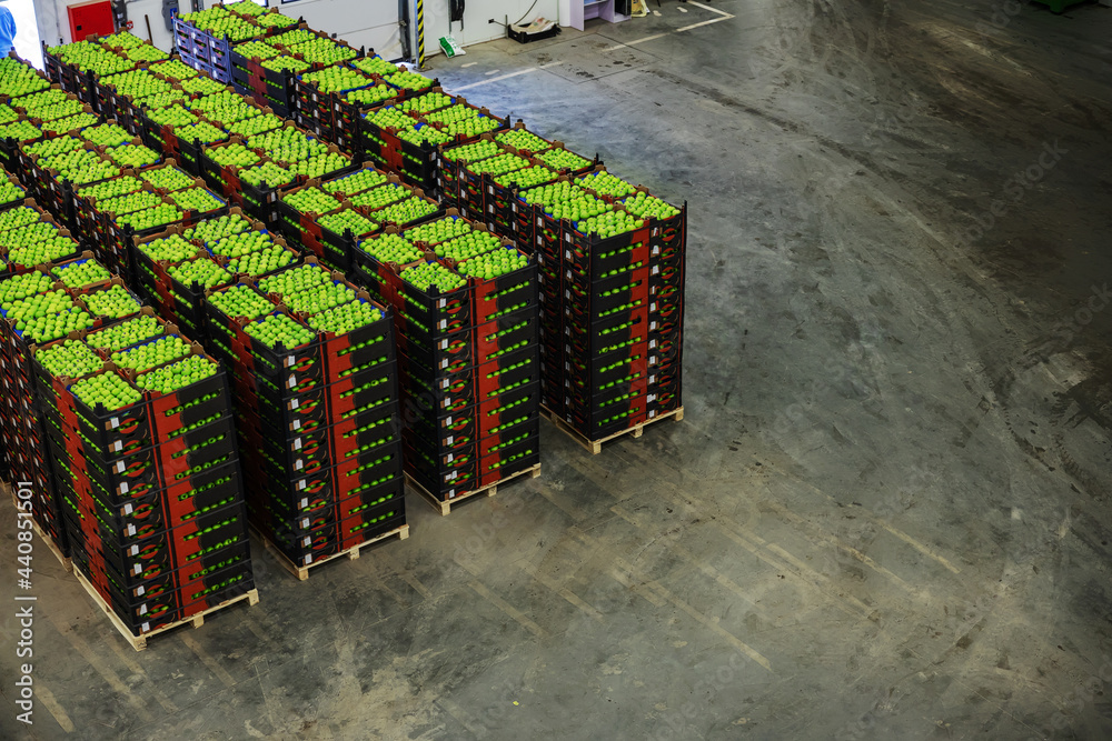 Storage of fruits and vegetables. Shot from above on pallets full of ...