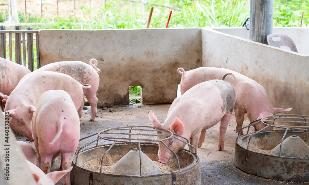 Pig farm in swine business in tidy and clean indoor housing farm, with ...