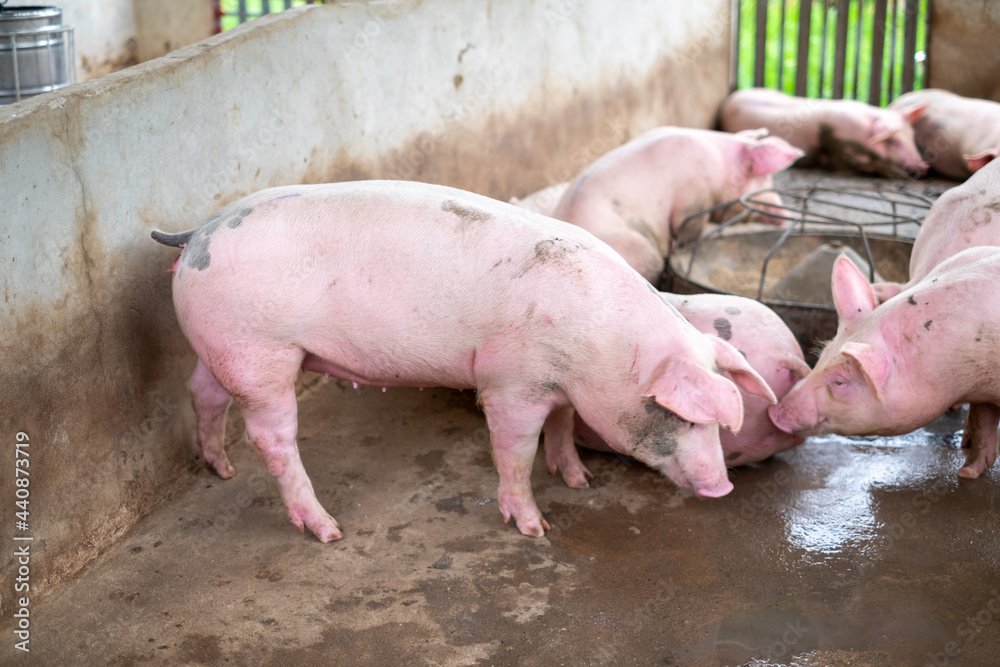 Pig farm in swine business in tidy and clean indoor housing farm, with ...