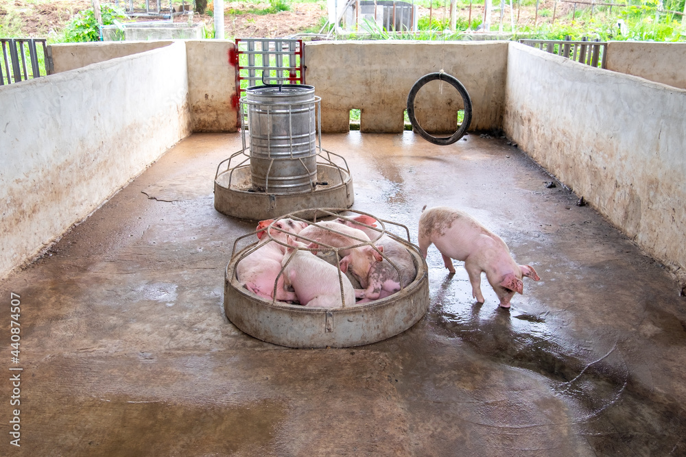 Pig farm in swine business in tidy and clean indoor housing farm, with ...