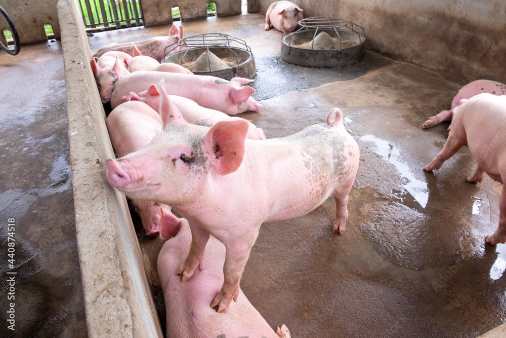 Pig farm in swine business in tidy and clean indoor housing farm, with ...