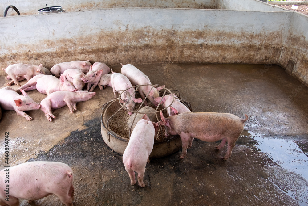 Pig farm in swine business in tidy and clean indoor housing farm, with ...