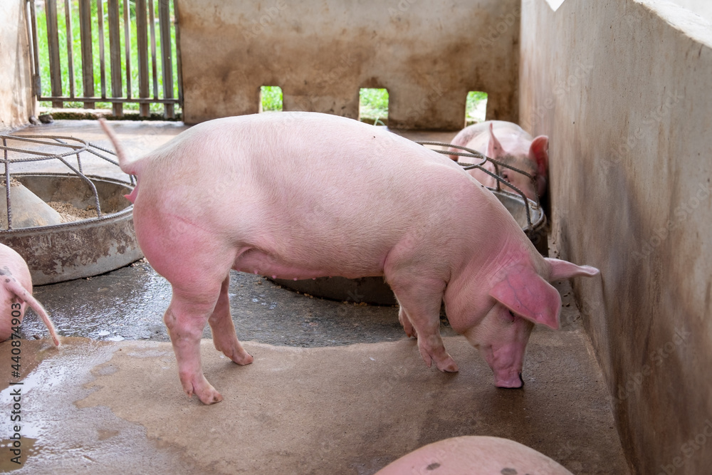 Pig farm in swine business in tidy and clean indoor housing farm, with ...