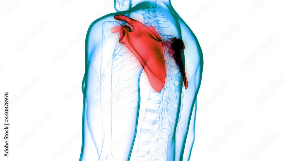 Human Skeleton System Scapula Bone Joints Anatomy Animation Concept ...