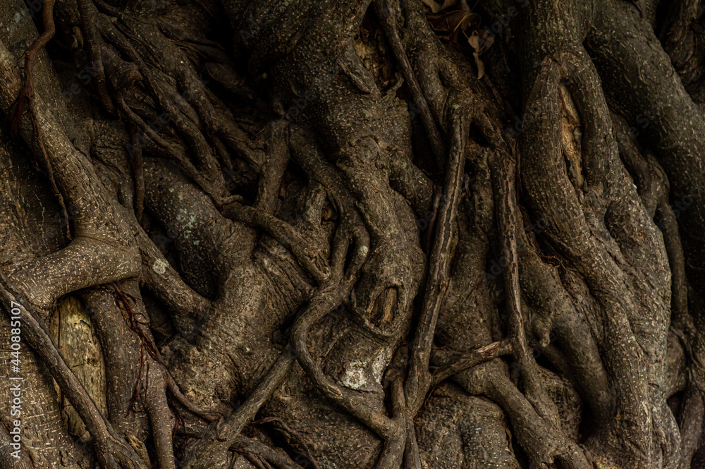 ガジュマルの木 Stock Photo | Adobe Stock