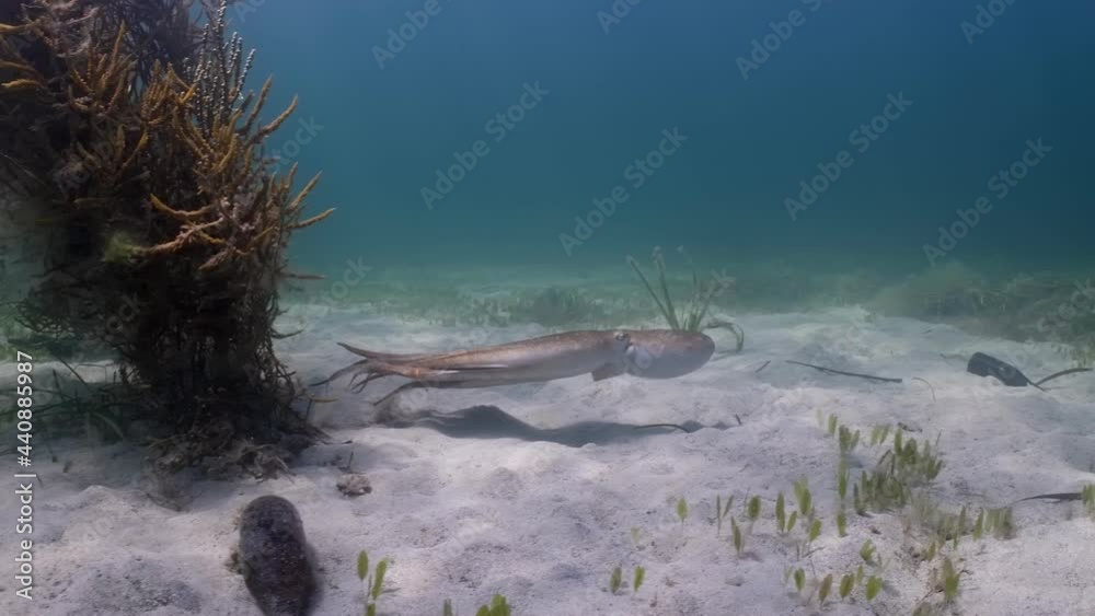 Maori Octopus Macroctopus propulsion jetting underwater and swimming on ...