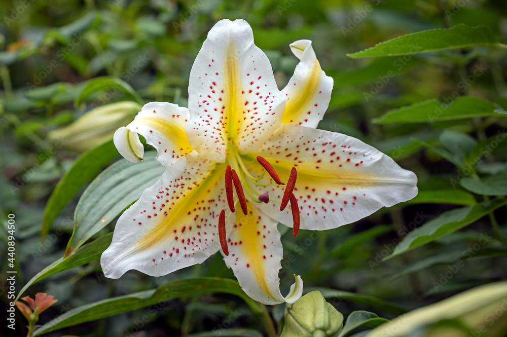 Lilium auratum, known in Japan as Yama Yuri or Mountain Lilies, these ...
