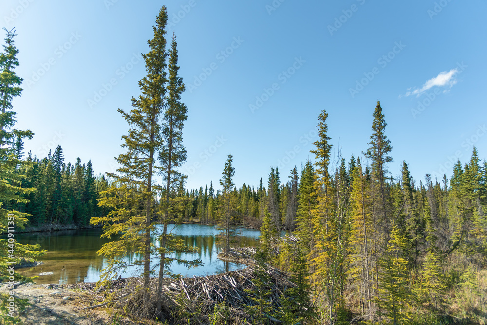 Wilderness lake in northern Canada featuring a built up beaver dam and ...